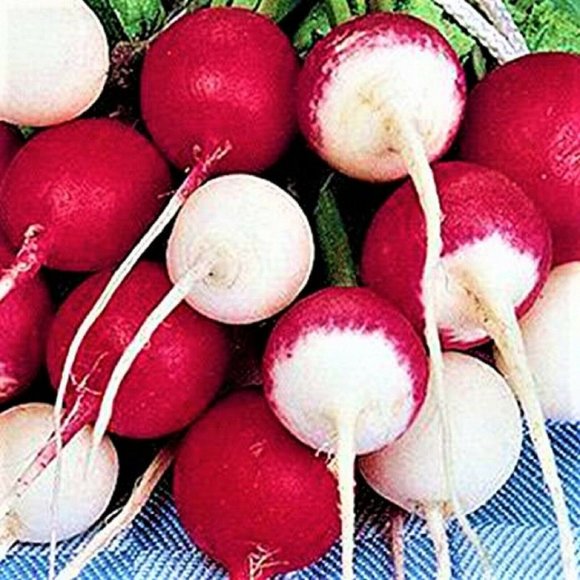 Seeds | Accents | Confetti Mix Radish Seeds Nongmo Vegetable Seeds Bogo ...